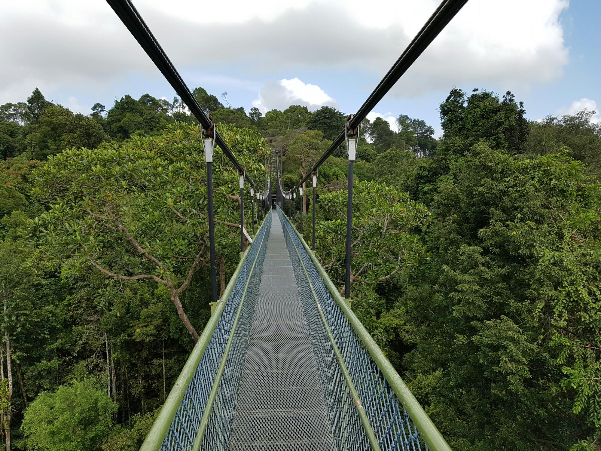 Macritchie Treetop Walk Trailhead, Singapore - in Singapore ...